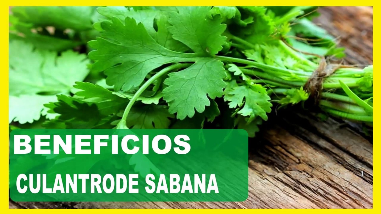 Propiedades curativas del cilantro de monte - Vídeo Dailymotion
