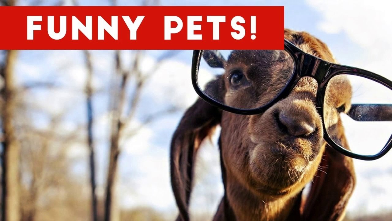 Funny Pet & Animals Clips & Bloopers Compilation October 2016 - video ...