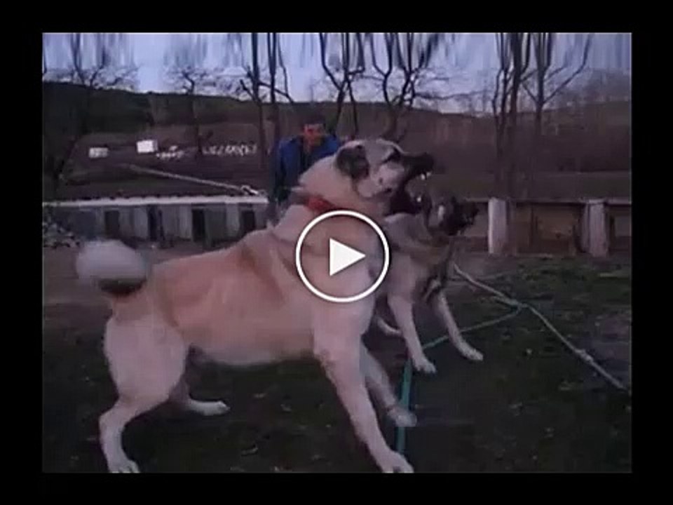 KIZGIN SiVAS KANGALLAR - ANGRY SiVAS KANGAL DOGS - Dailymotion Video