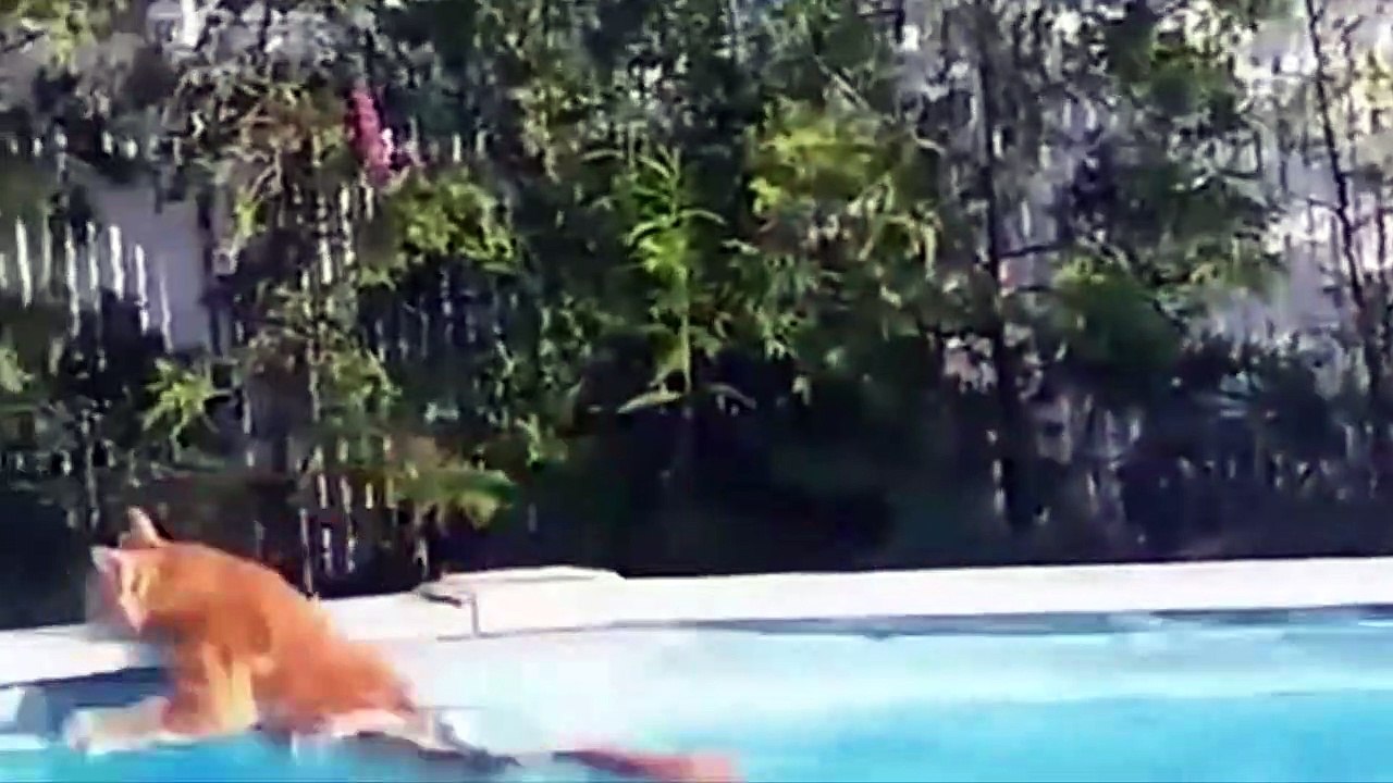 Cats Hate Water! - Funny Cats in Water Compilation - video Dailymotion