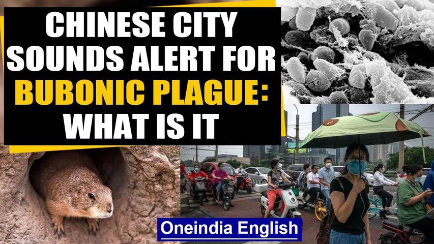 What is Bubonic Plague or Black Death? China sounds alert as new ...