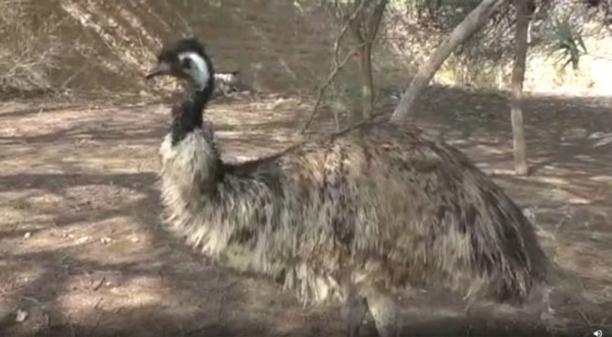 राजस्थान में पल रहा ऑस्ट्रेलिया का राष्ट्रीय पक्षी एमू, लोगों के साथ ...