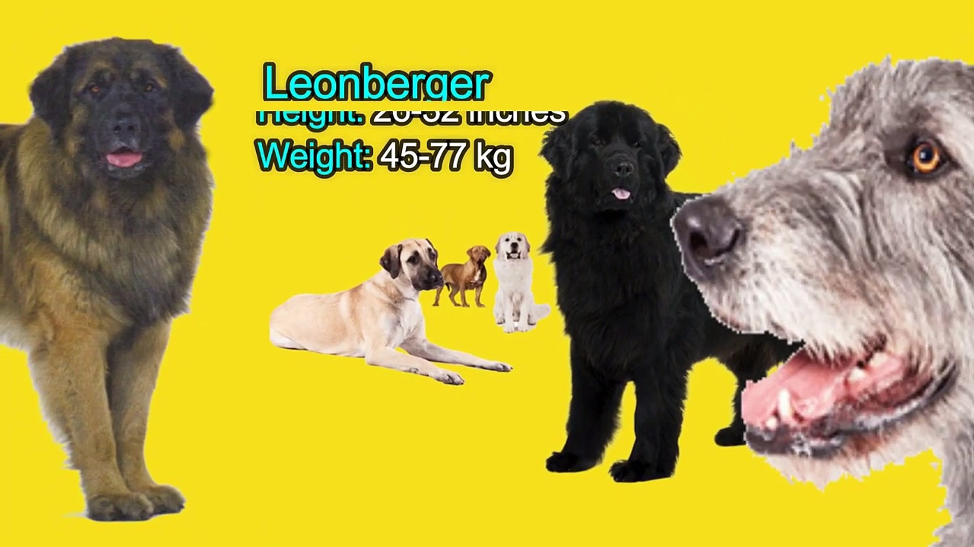 Leonberger Size Comparison
