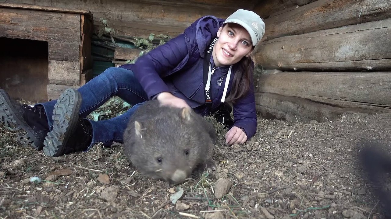 Wombat Cuddles at Trowunna Wildlife Sanctuary - video Dailymotion