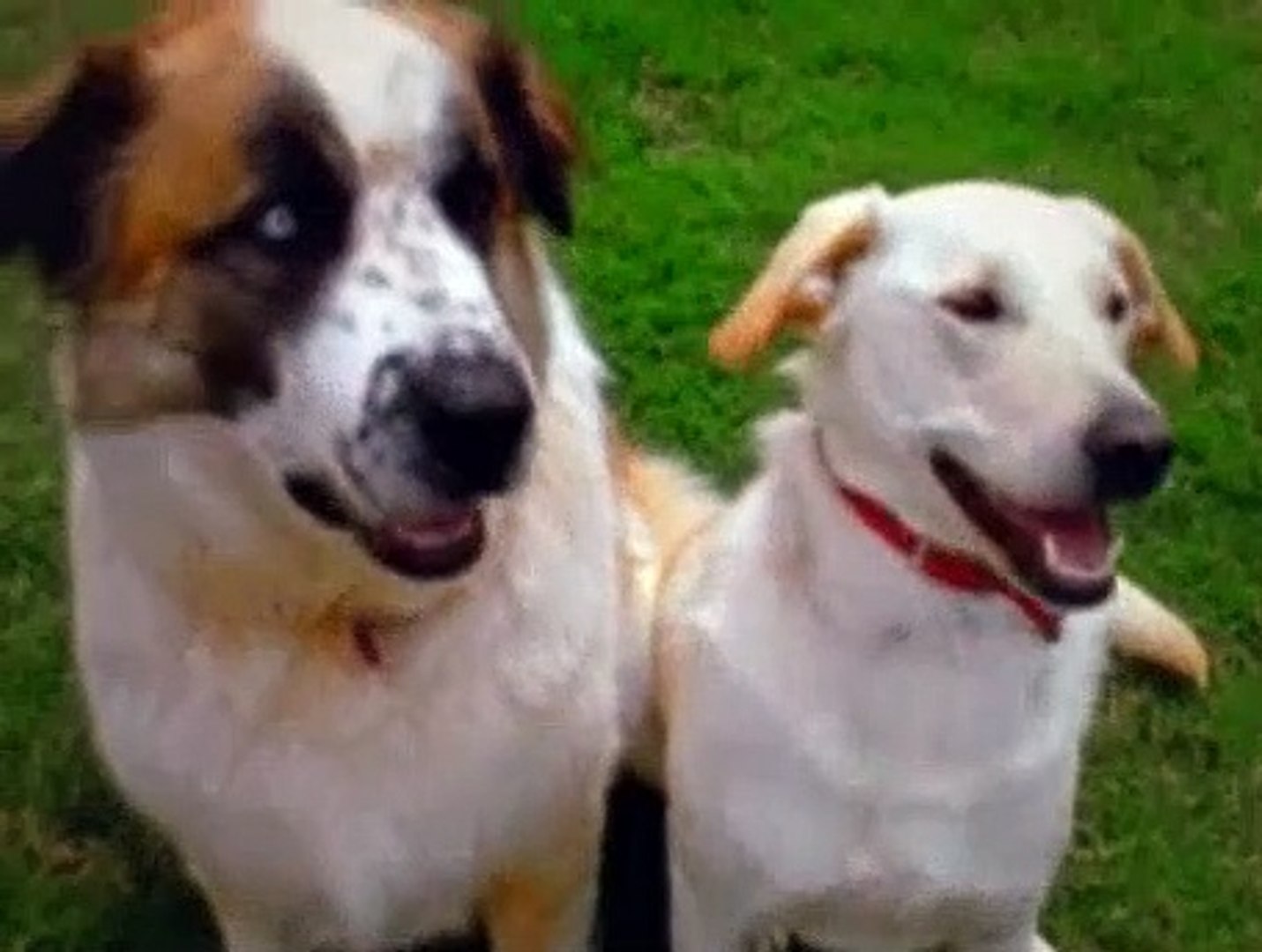 Baby Dolittle Neighborhood Animals Video