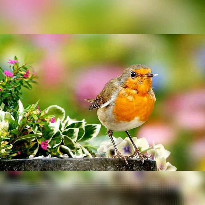 Beautiful small Birds | Beauty of Nature | Must Watch. - video Dailymotion