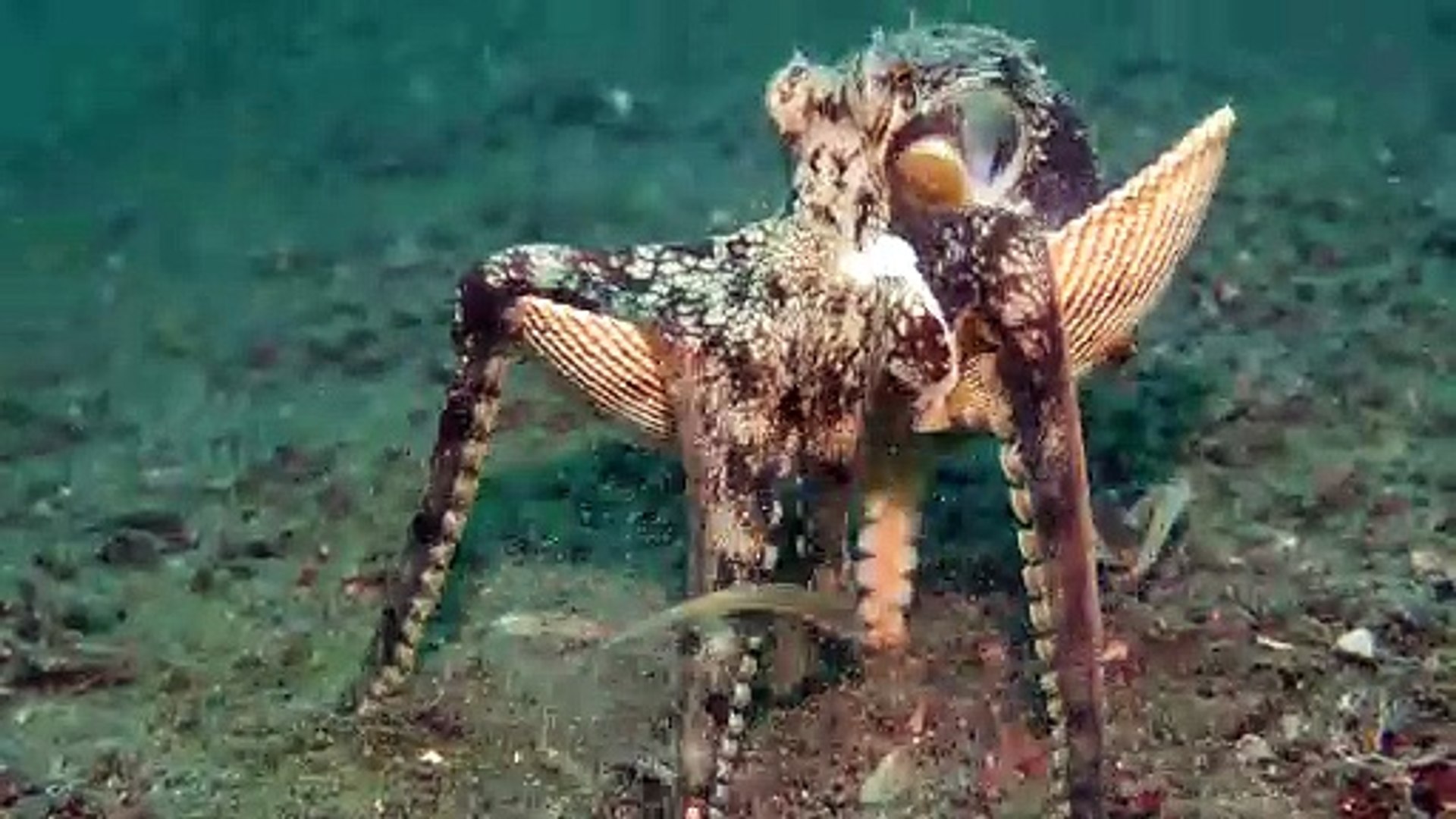 Octopus Walking
