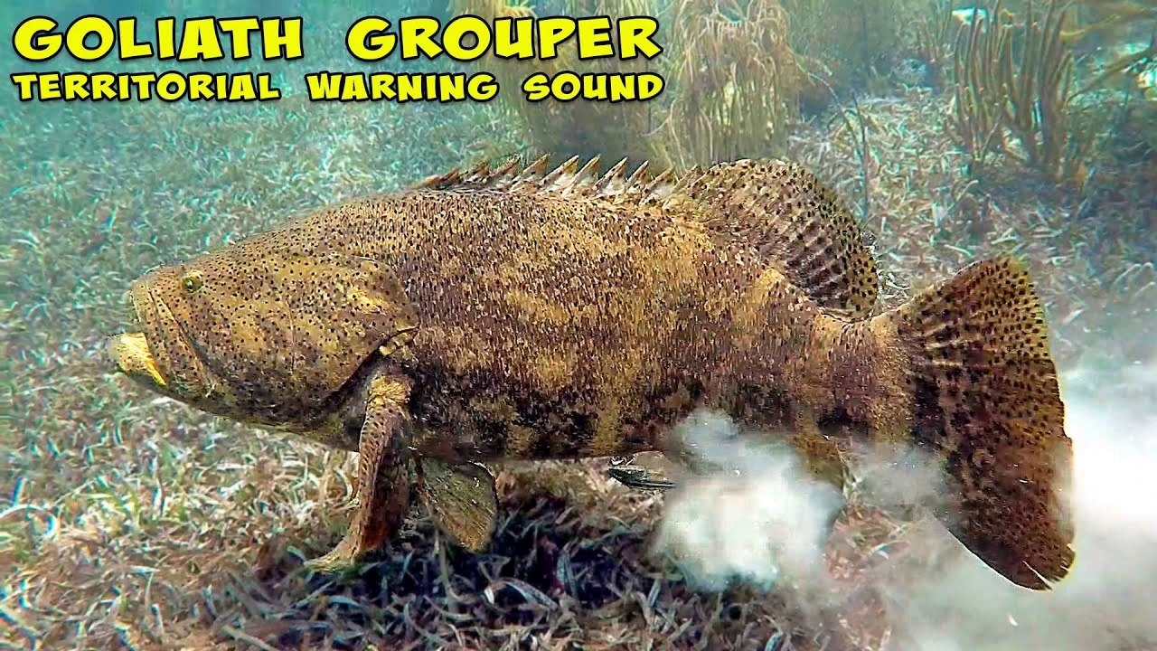 Angry Goliath Grouper!!! - video Dailymotion