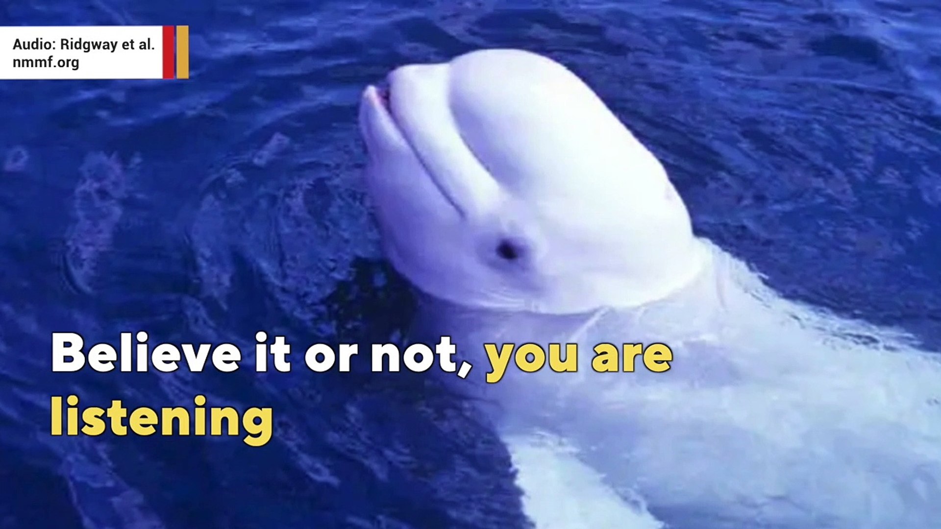 Beluga Whale Meme