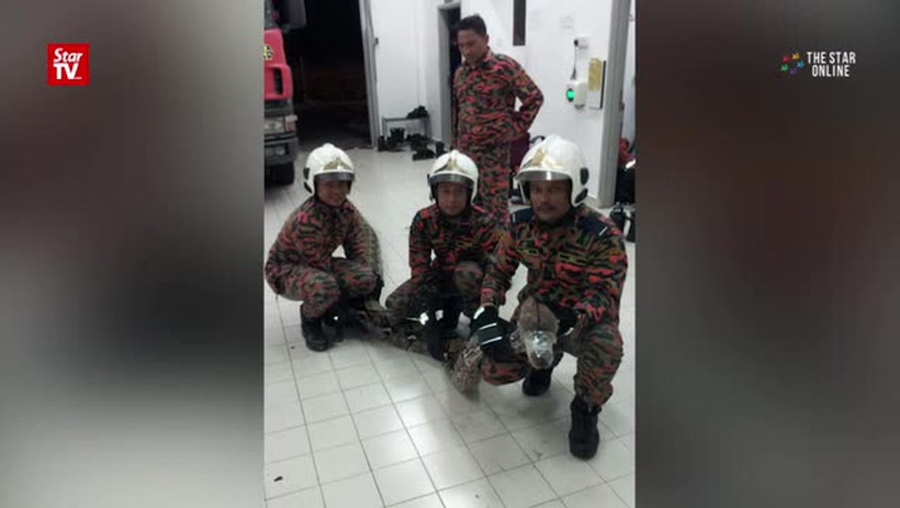 6.7m python slithers into Johor home - video Dailymotion