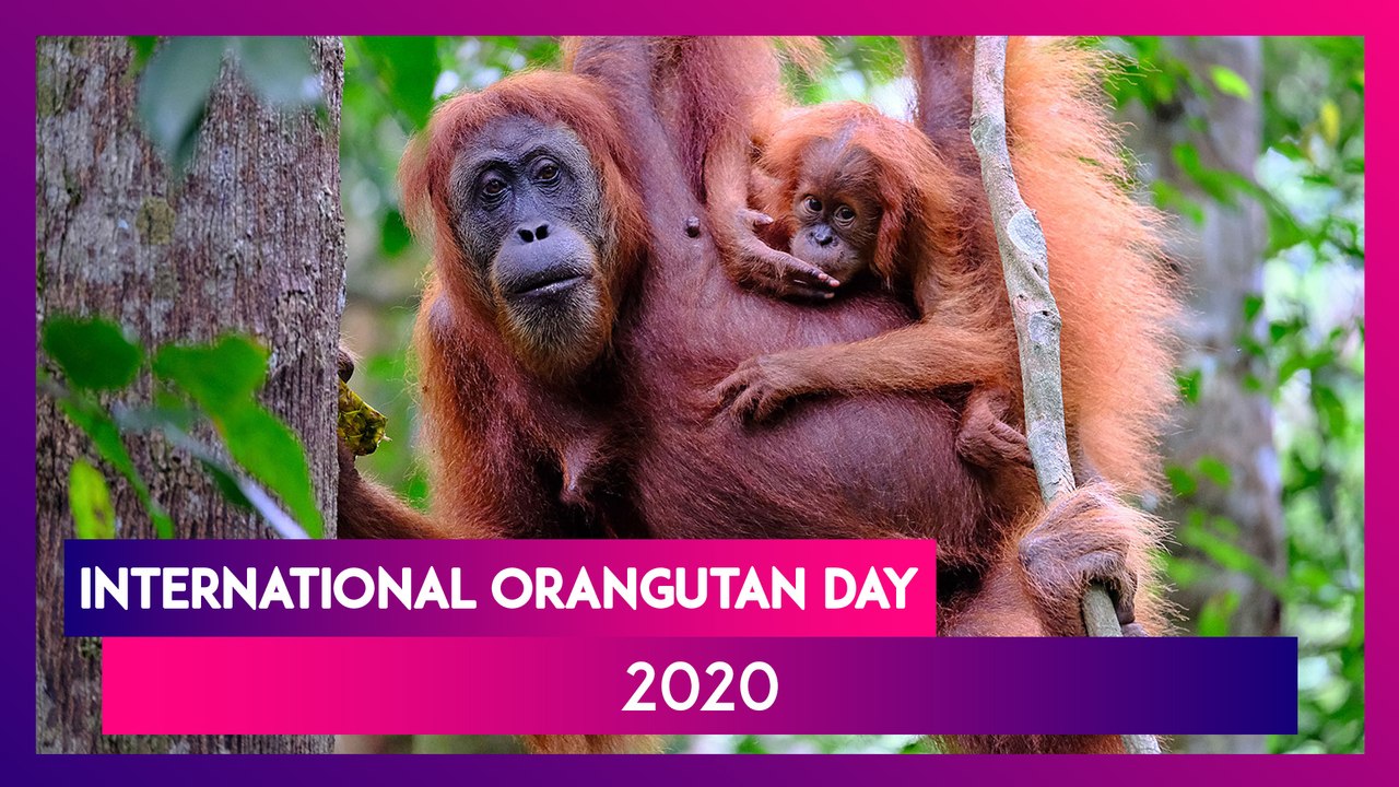 International Orangutan Day 2020: Interesting Facts About Orangutans ...