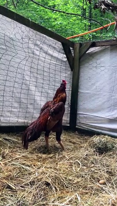 2nd video of Brazilian Brood rooster - video Dailymotion