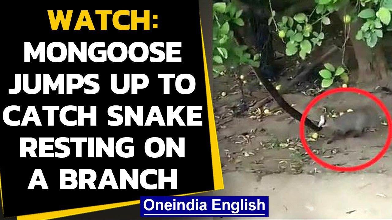 Mongoose jumps up to catch snake resting on a branch: Watch the video ...