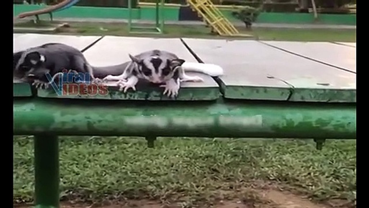 Sugar Gliders Fly onto Owner's Hand || Viral Videos - video Dailymotion
