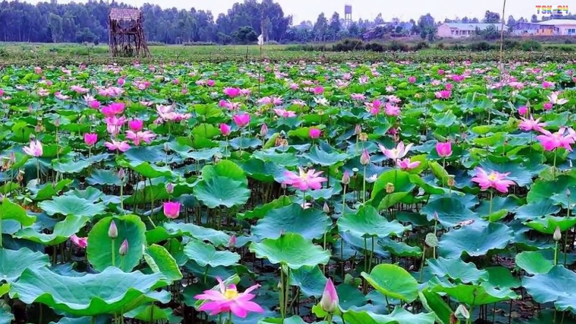 Most Beautiful Lotus Flower