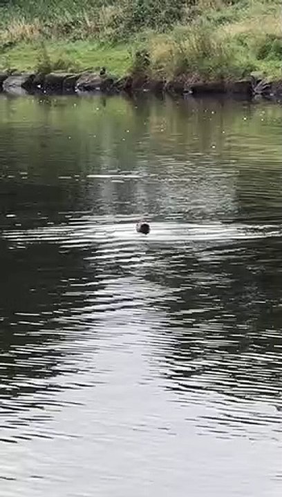 Adorable footage shows otter swimming in Holyrood Park pond - video ...