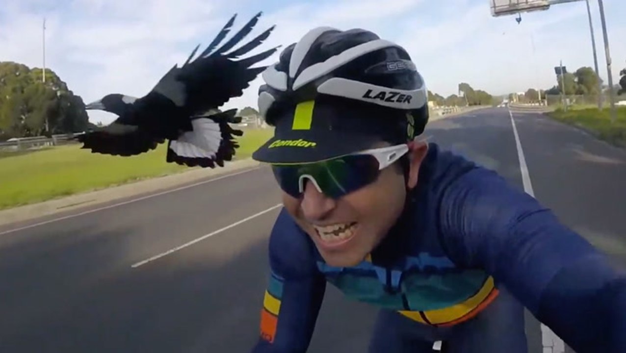 Angry Magpie Dive Bombs Cyclist Time After Time - video Dailymotion