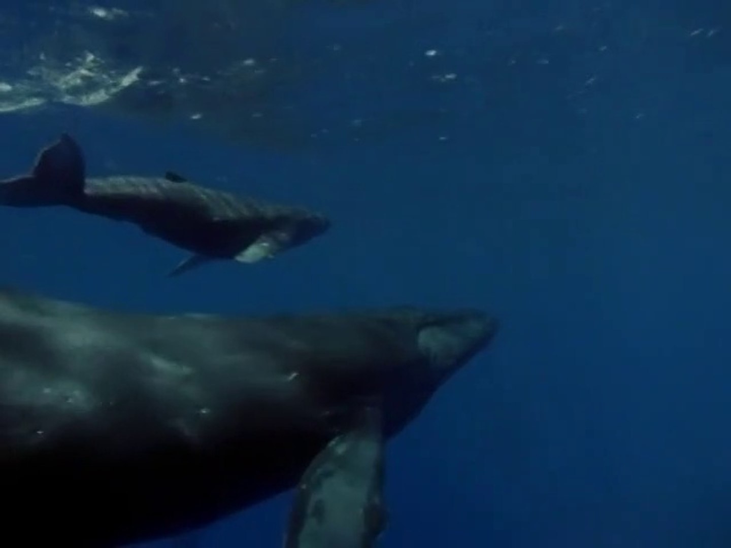 Blue Whale Clip David Attenborough