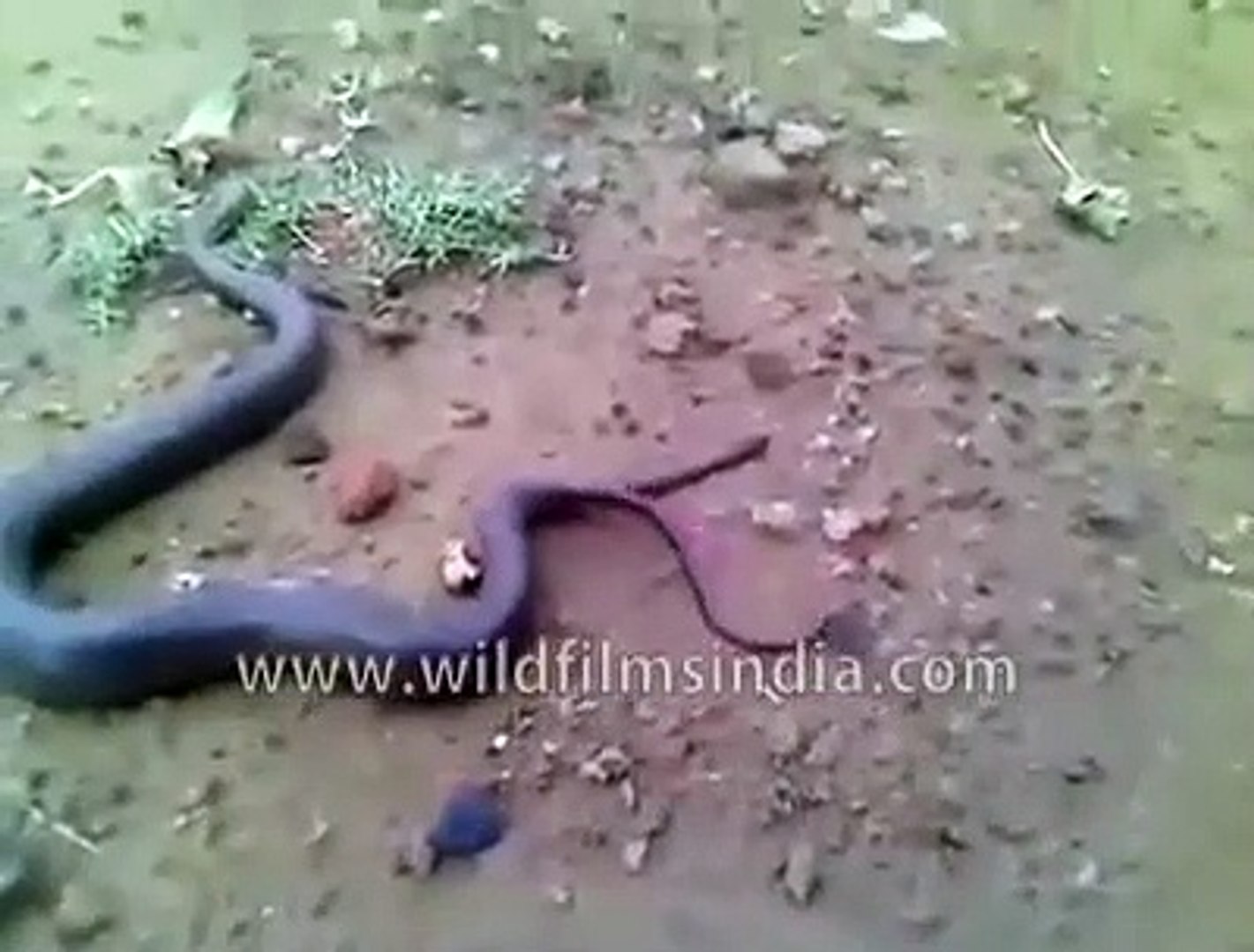 Snake Giving Birth To Live Babies