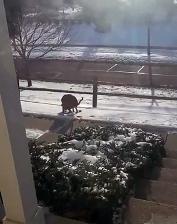 Goodbye poop - video Dailymotion