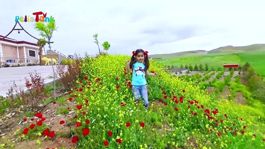 Pelistank Television Official videos - Dailymotion