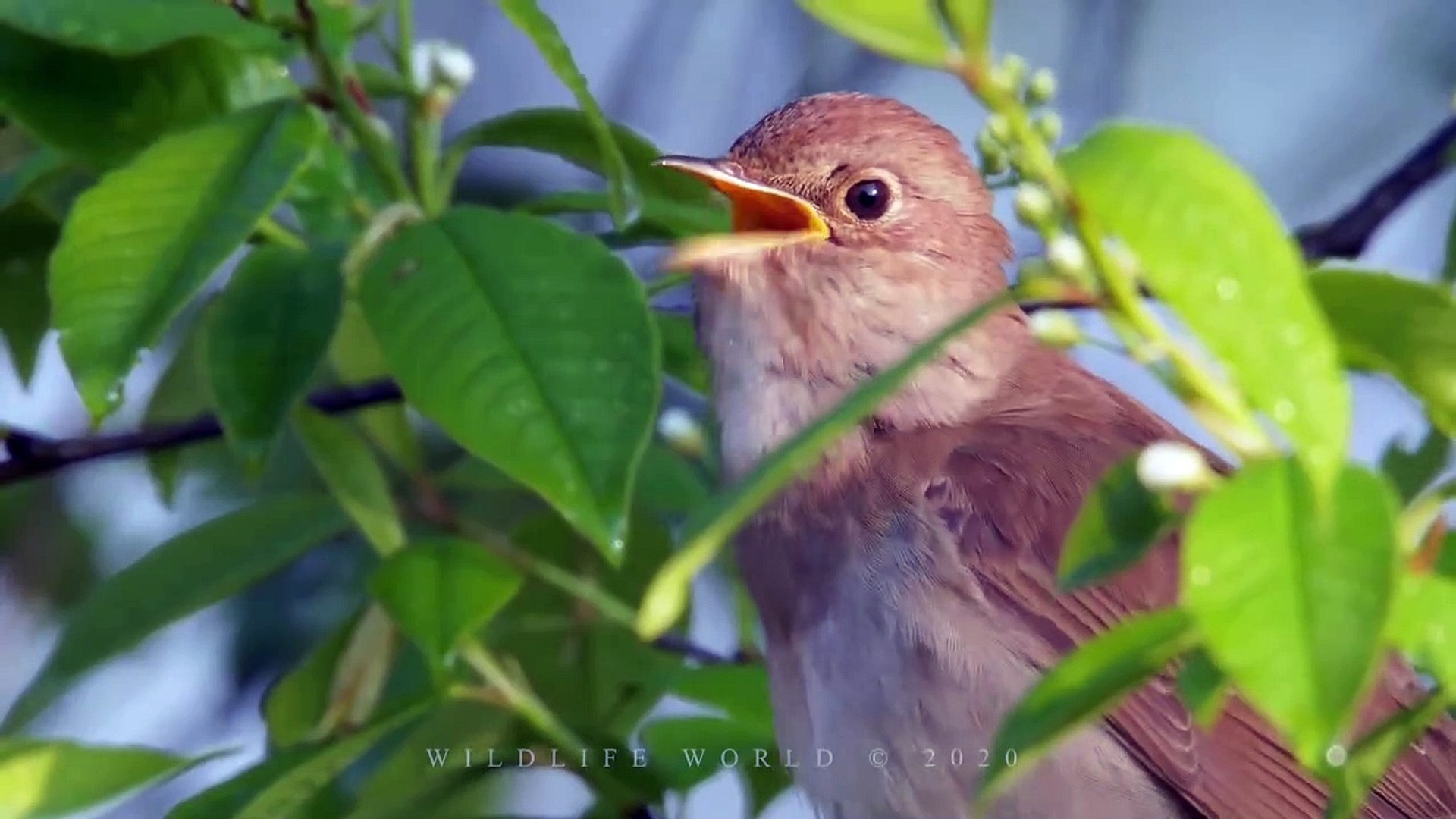 Nightingale Bird Singing And Chirping Beautiful Spring