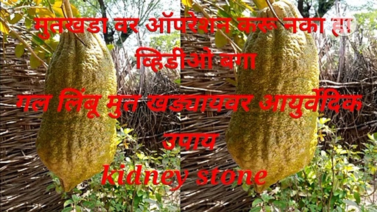 गल लिंबू मुत खड्यायवर आयुर्वेदिक उपाय kidney stone gal limbu kidney ...