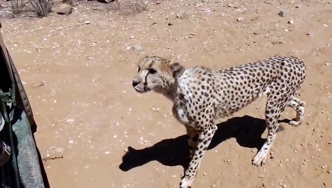 Ce guépard demande à manger comme un chaton... Adorable - Vidéo Dailymotion
