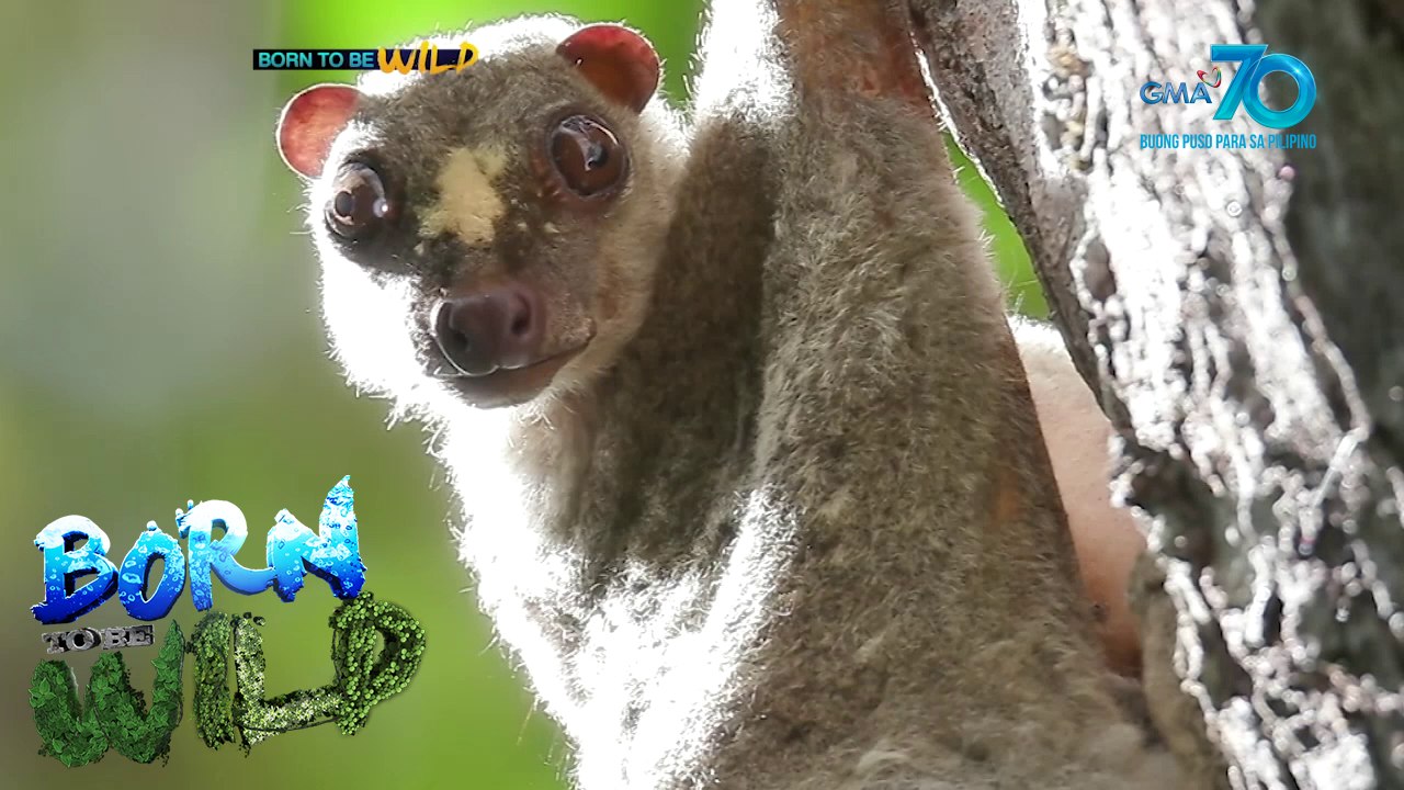 Born to be Wild: Unraveling the mysteries behind ‘kagwang’ - video ...