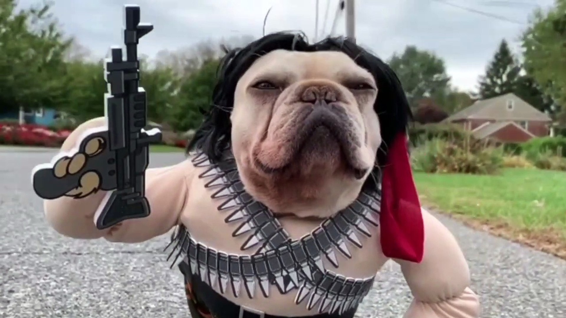 Rambo With Gun Dog Dog Handler Surprised With Portrait Of Late Police