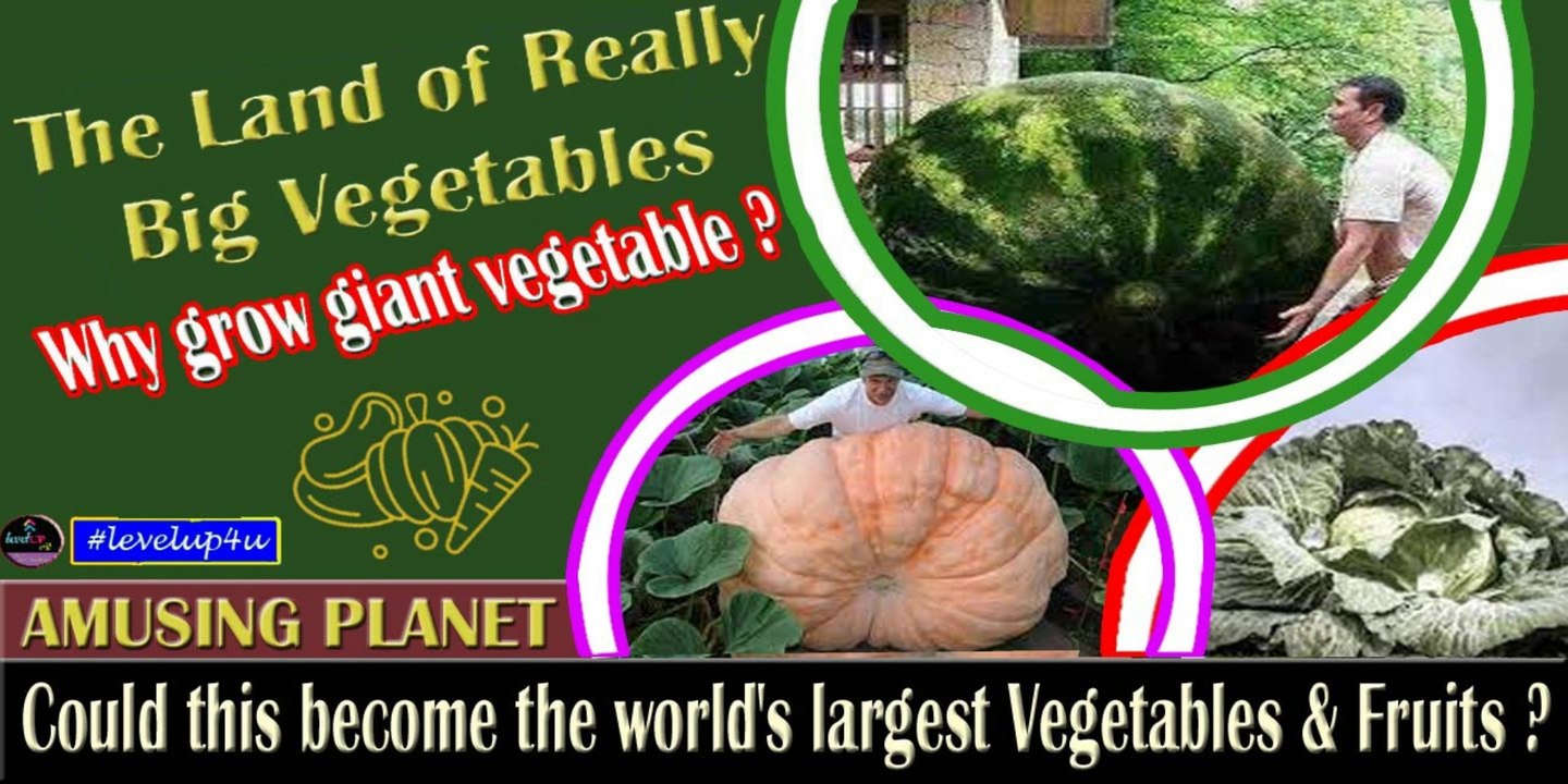 Guinness World Record Largest Vegetables|Amusing Planet|Story Behind ...