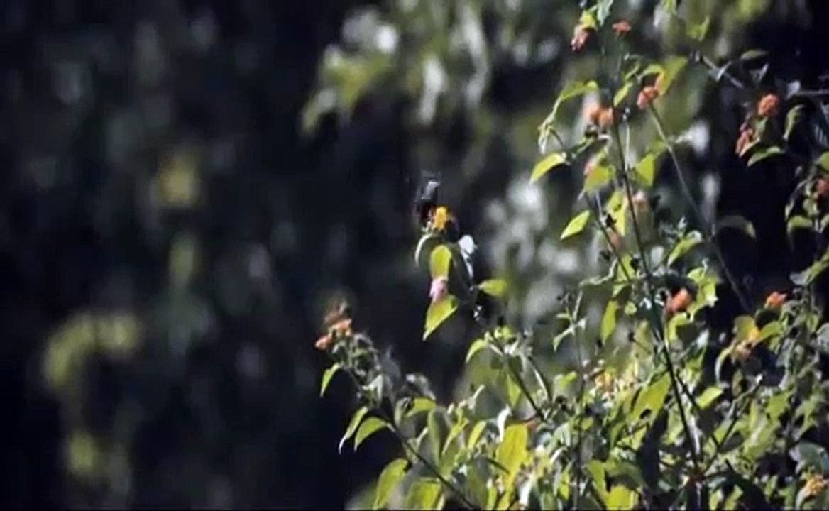 Papilio Buddha (Trailer HD) - Video Dailymotion