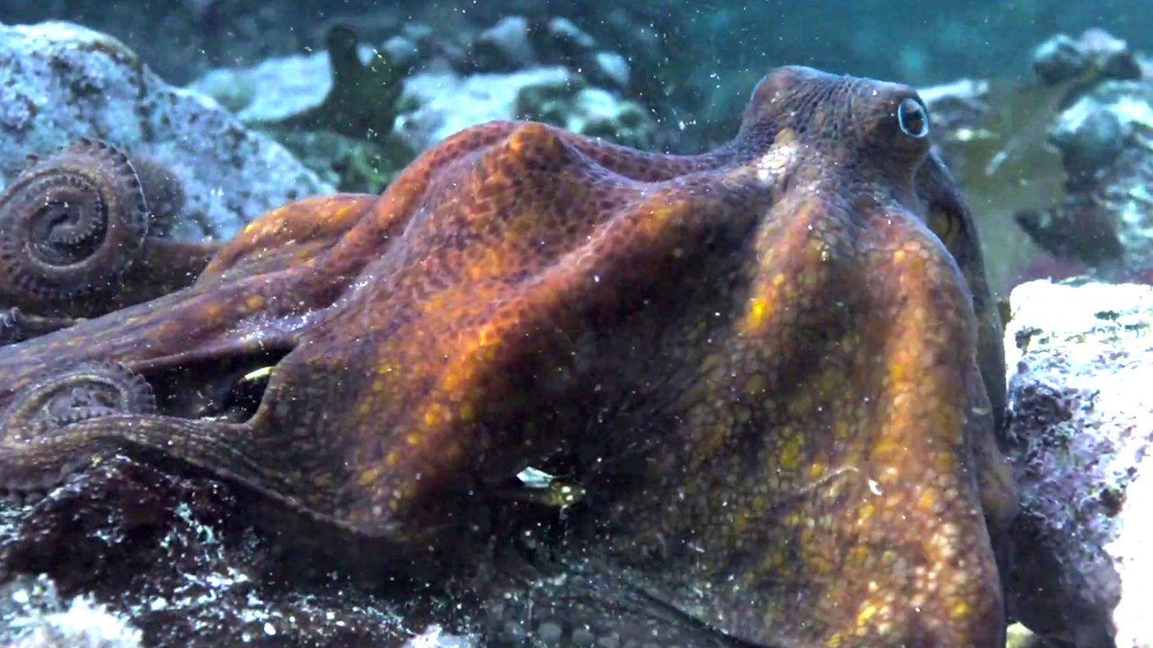 Mein Lehrer, der Krake | Video 1 von 1