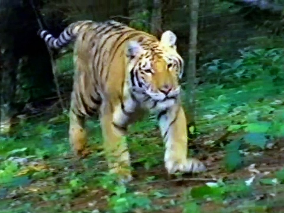 Baby Einstein World Animals Vhs