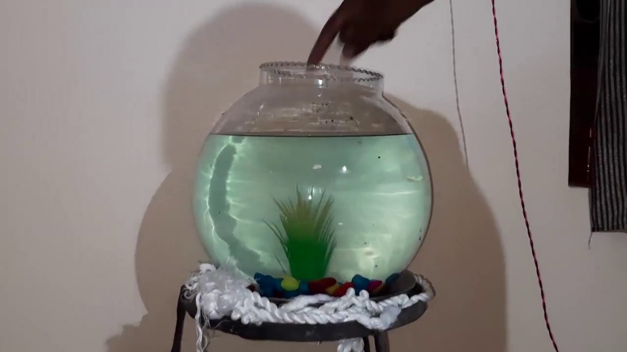 Fish bowl setup | Fish bowl unboxing - video Dailymotion