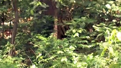 Deadly 60 Series 1 (2009) by Animal TV Shows - Dailymotion