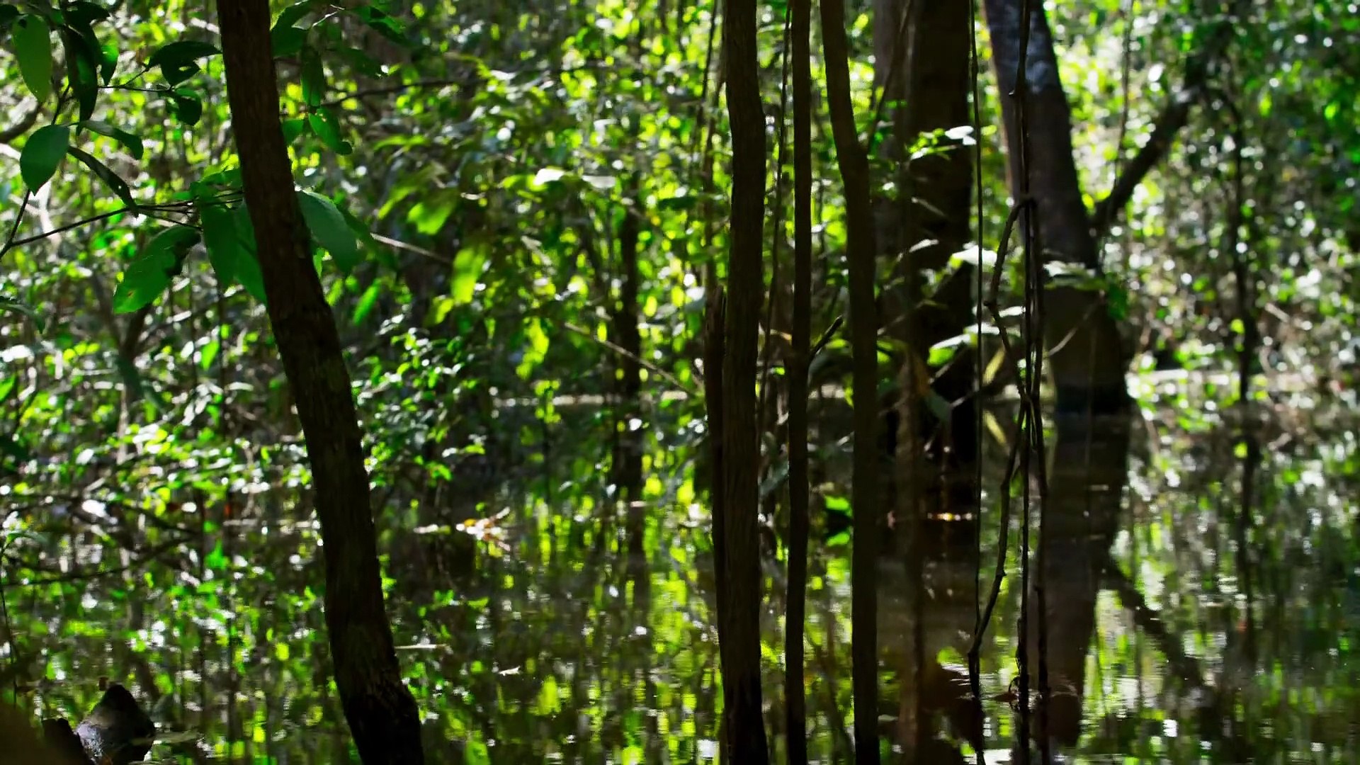 Bbc Planet Earth Jungles