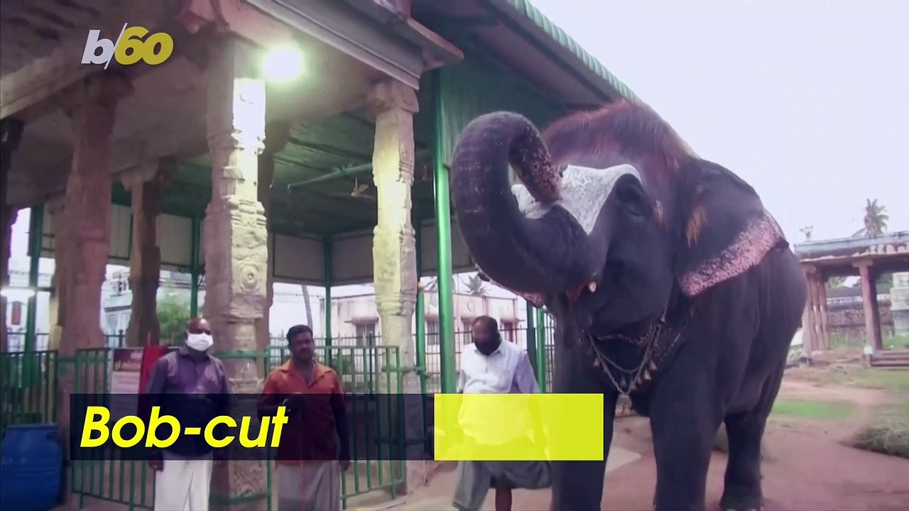These Amazing Elephants With a Unique Haircut Can Really Play the ...