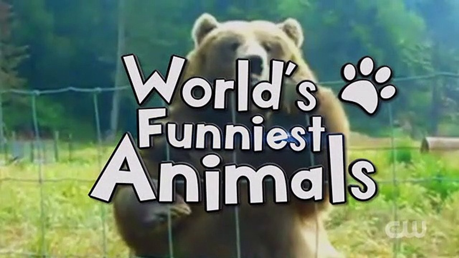 Worlds Funniest Animals Funny ANIMALS Videos 😂 Funniest CATS😺