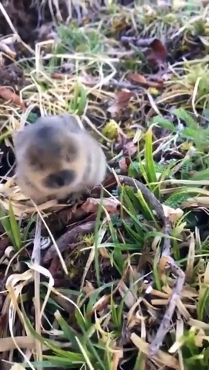 Baby pika sounds. (press play for squeaks!) - video Dailymotion