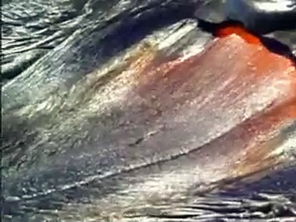 Bill Nye the Science Guy - S04E14 Volcanoes - Dailymotion Video