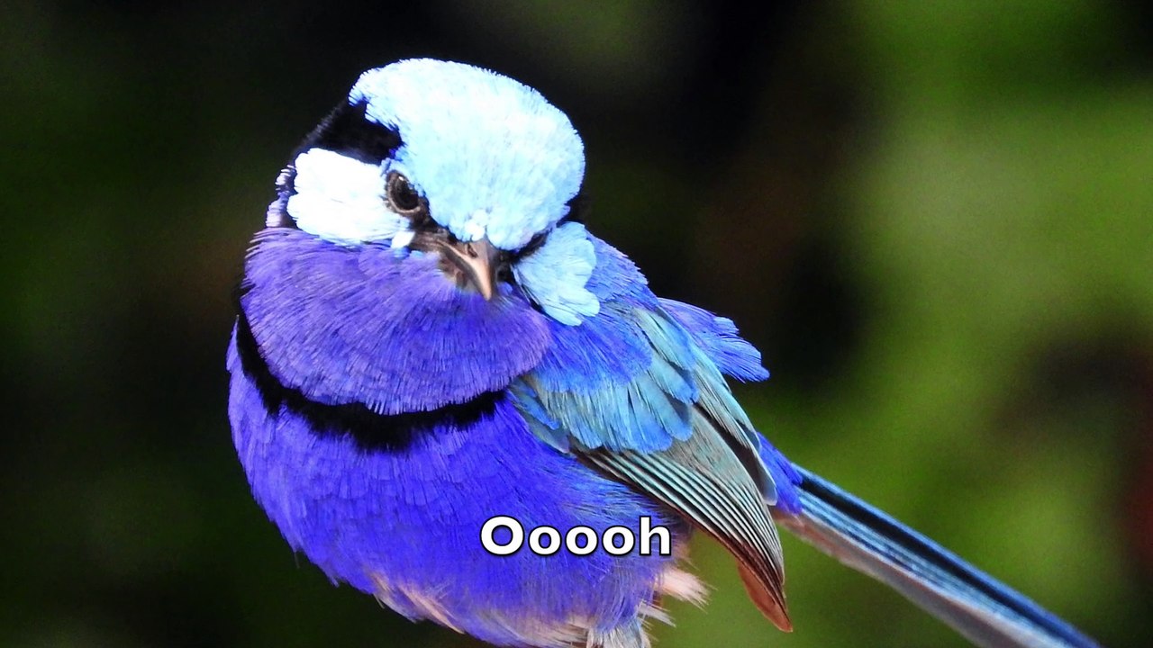 Little Blue Wren - video Dailymotion