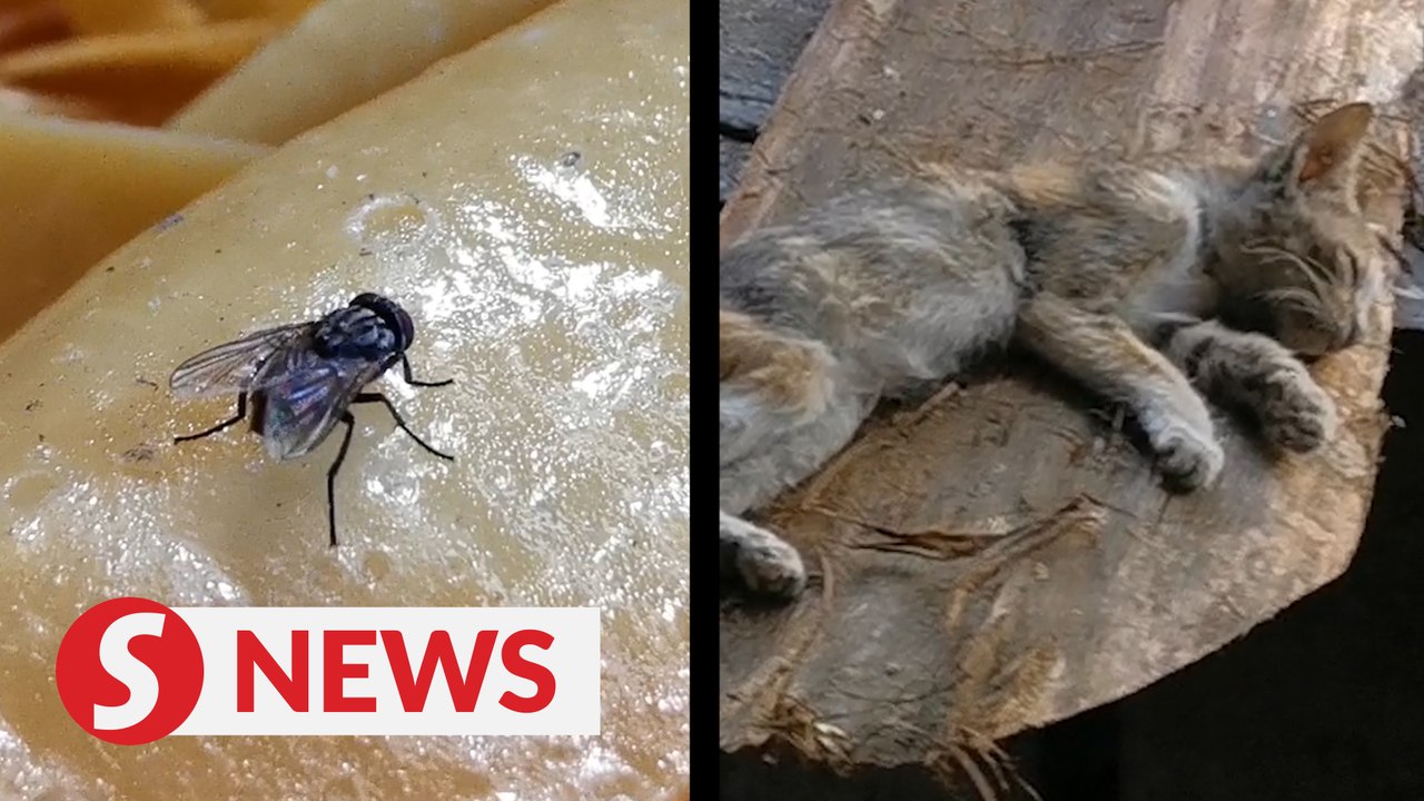 Dead kitten, flies greet health inspectors at illegal foo chuk factory ...