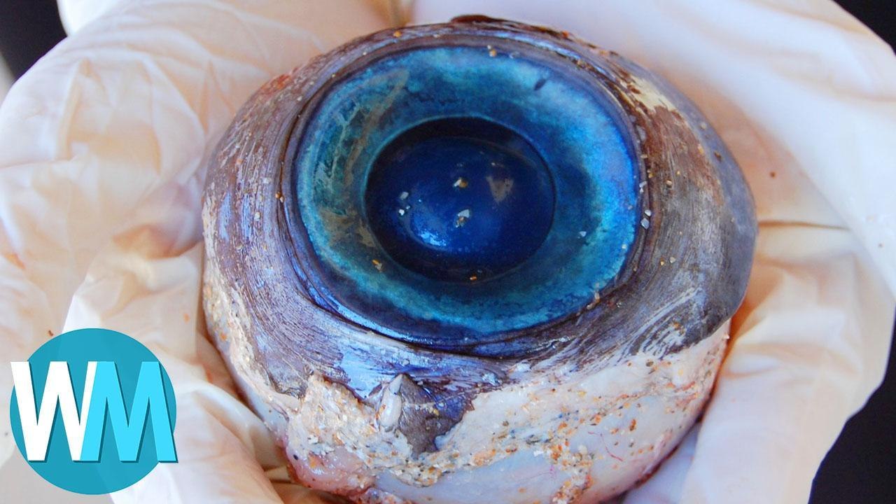 TOP 10 des CHOSES les plus EFFRAYANTES trouvées dans l'OCÉAN ! - video ...