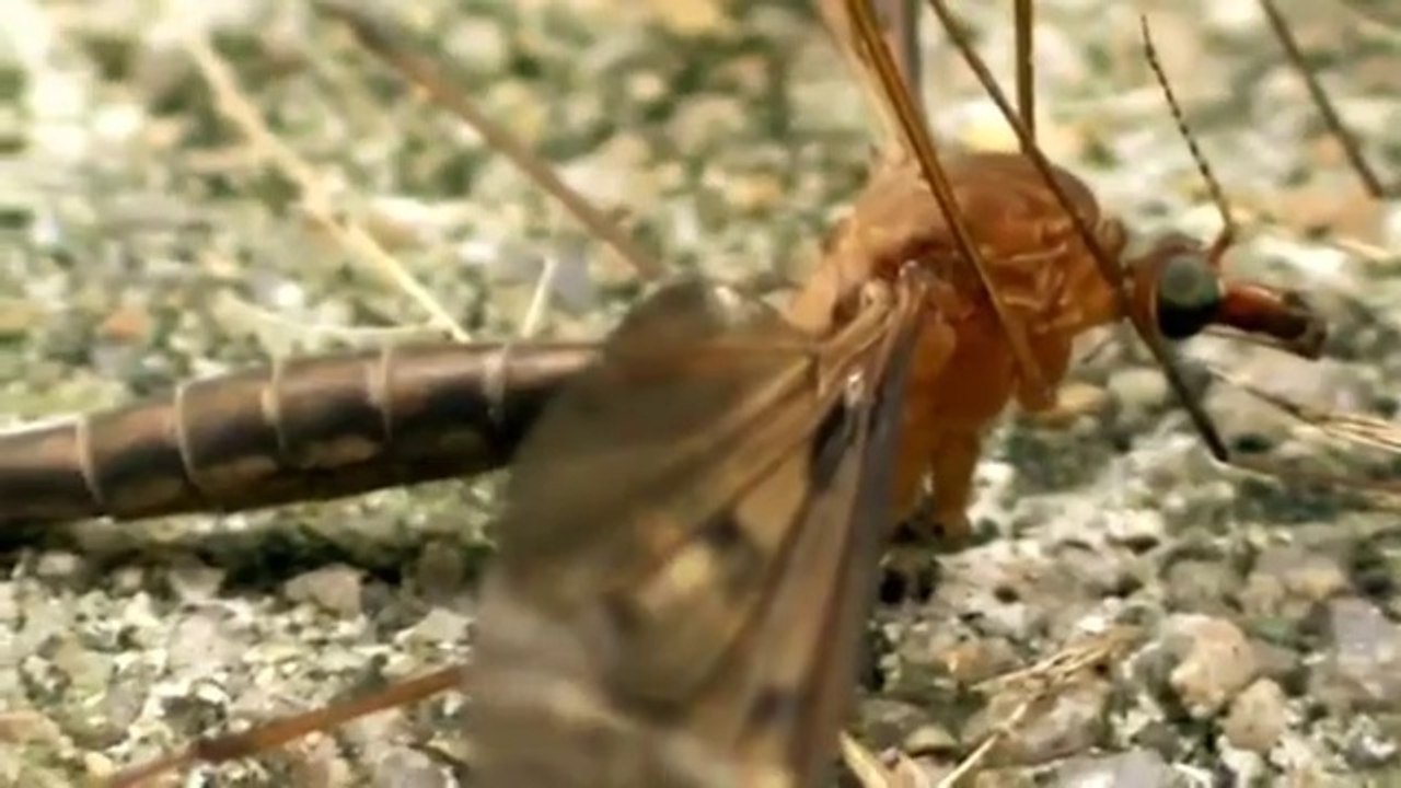 Mosquito gigante , Giant mosquito (Tipulomorpha) - Vídeo Dailymotion