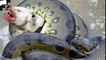 Giant Python eaten whole woman Live Snake eating girl - video Dailymotion