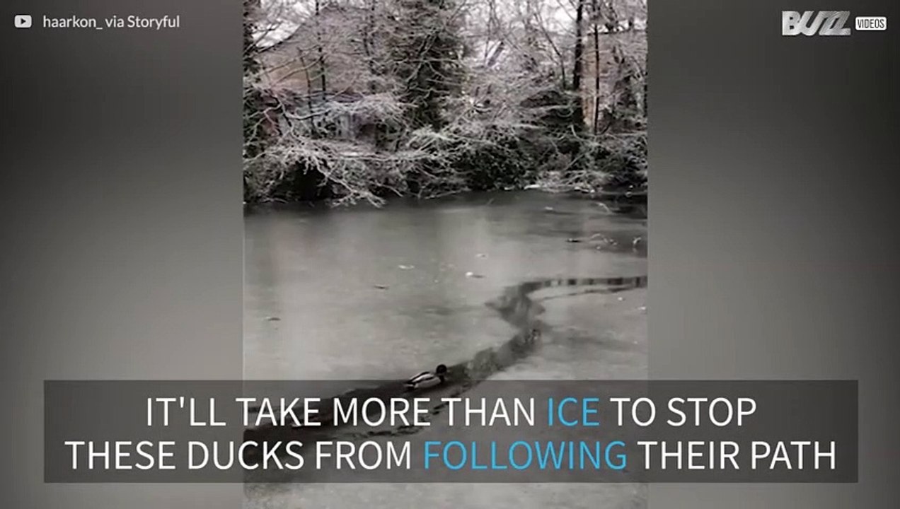 Ducks struggle across frozen lake - video Dailymotion