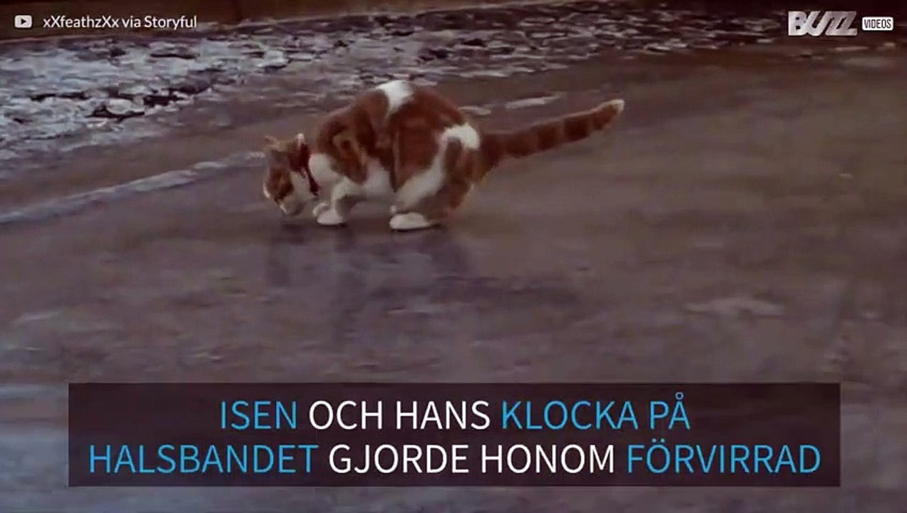 En katt ute på hal is! - video Dailymotion