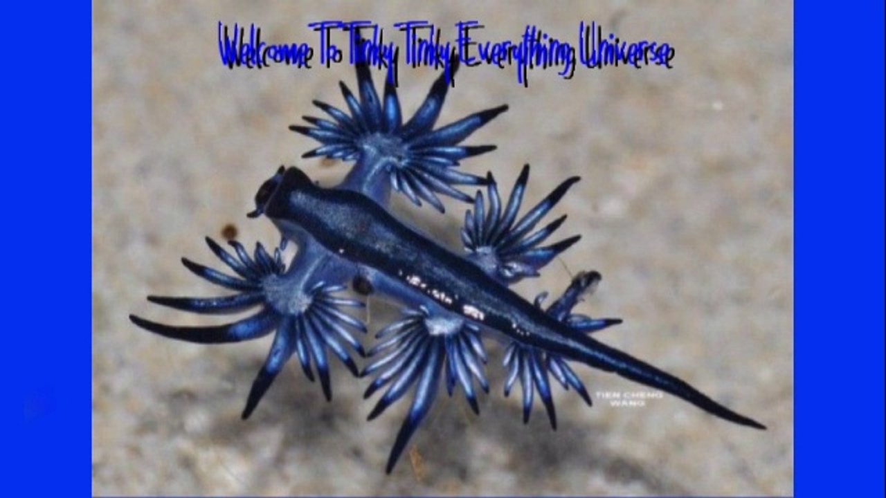 Blue Angel Sea Slug - video Dailymotion