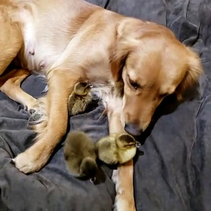 Ducklings Snuggle up to Sweet Retriever - video Dailymotion